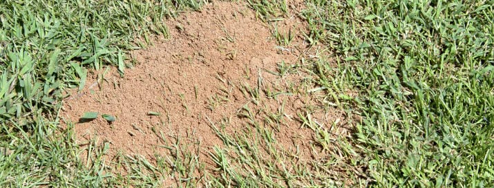 Houston Lawn Pest Control - Controlling Common Bugs in Texas