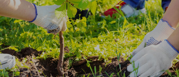 How to Get Rid of Tree Saplings in Lawns