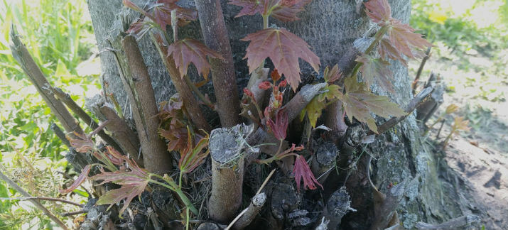 How to Get Rid of Tree Saplings in Lawns